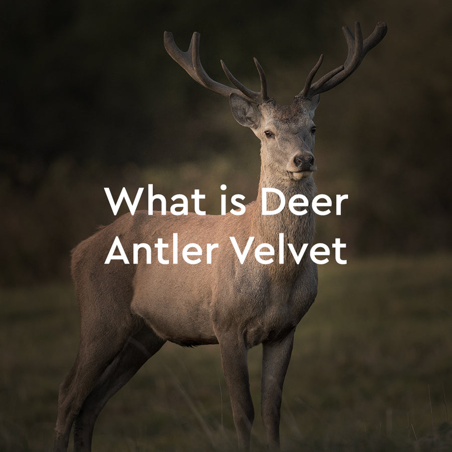 Understanding What Deer Antler Velvet Is – JungKwanJang®
