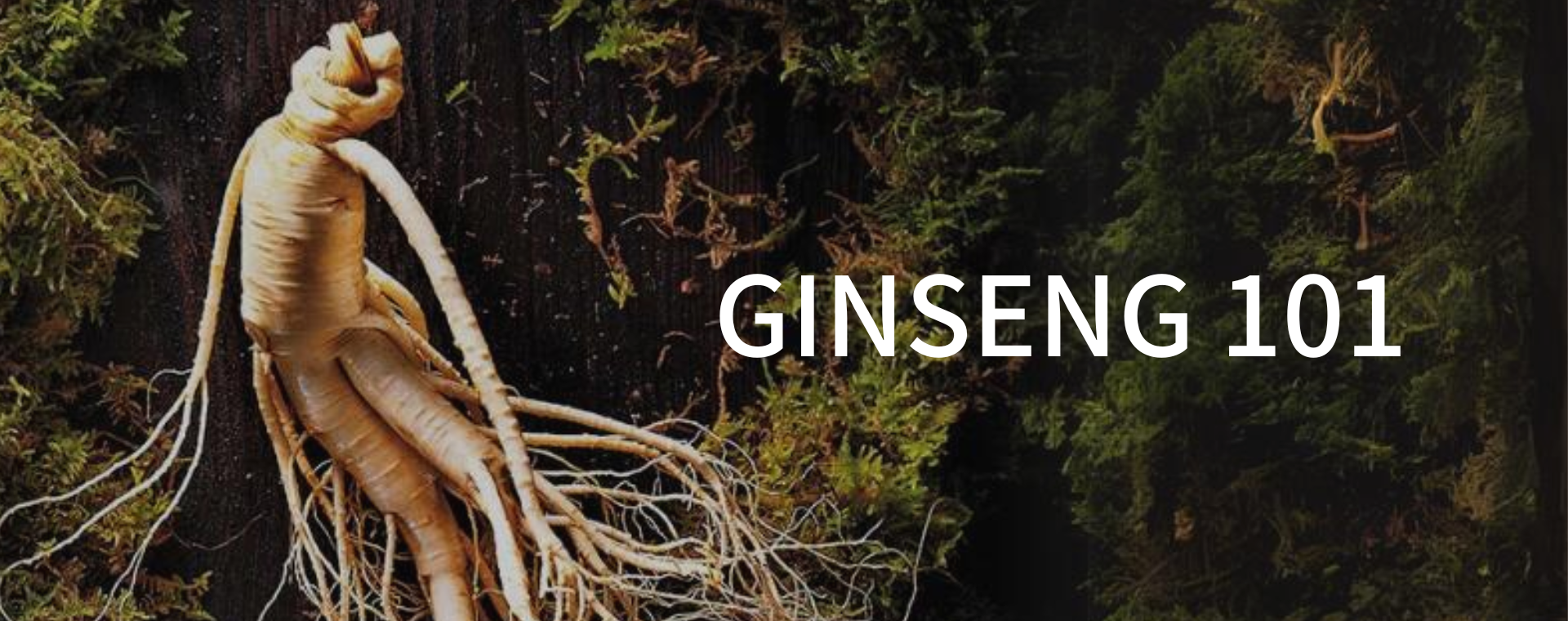 Ginseng 101 - Learn about how Panax Ginseng can be beneficial to you ...